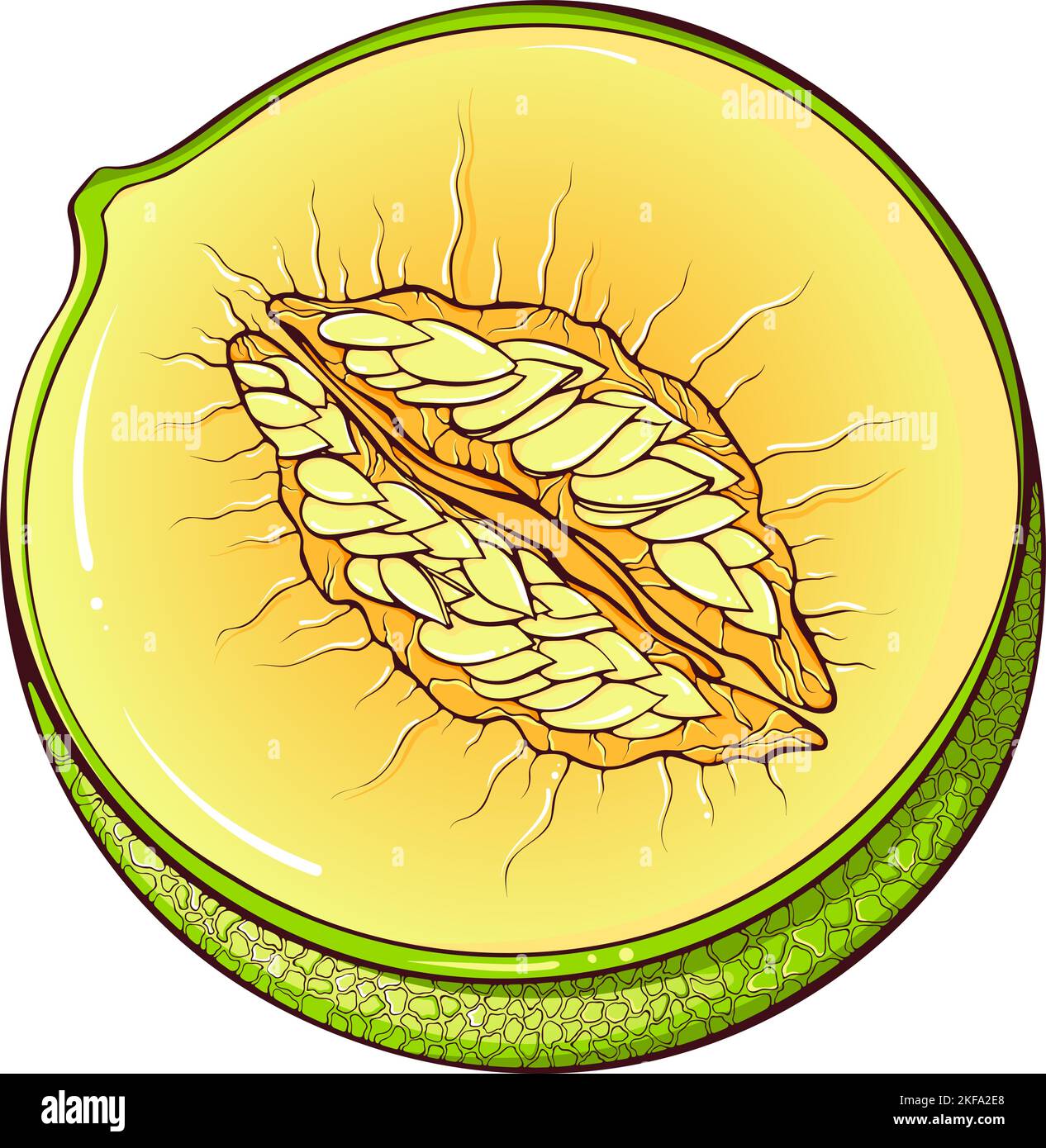 Melon botanical illustration Stock Vector Images - Alamy