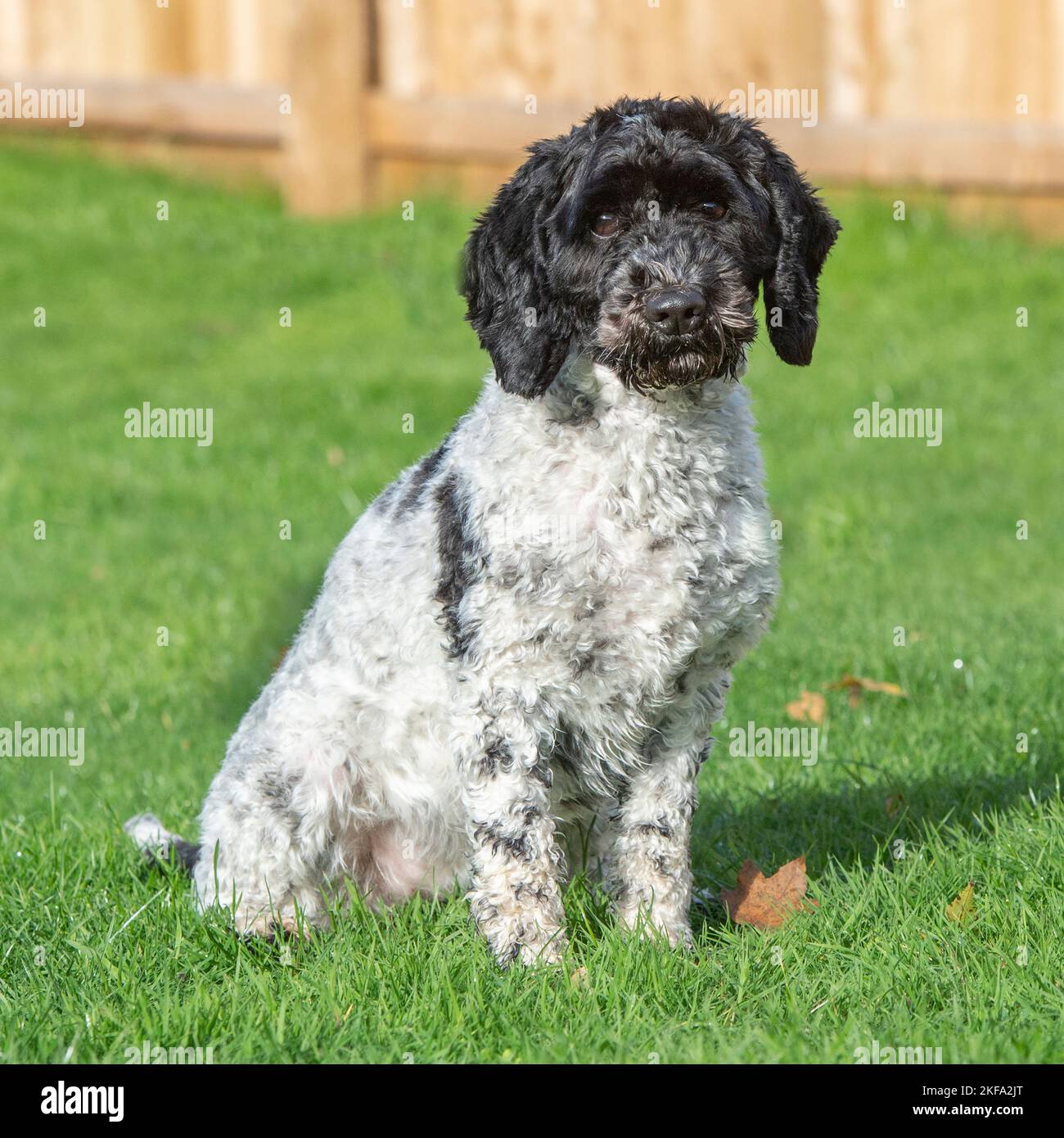 Cockapoo profile hi-res stock photography and images - Alamy