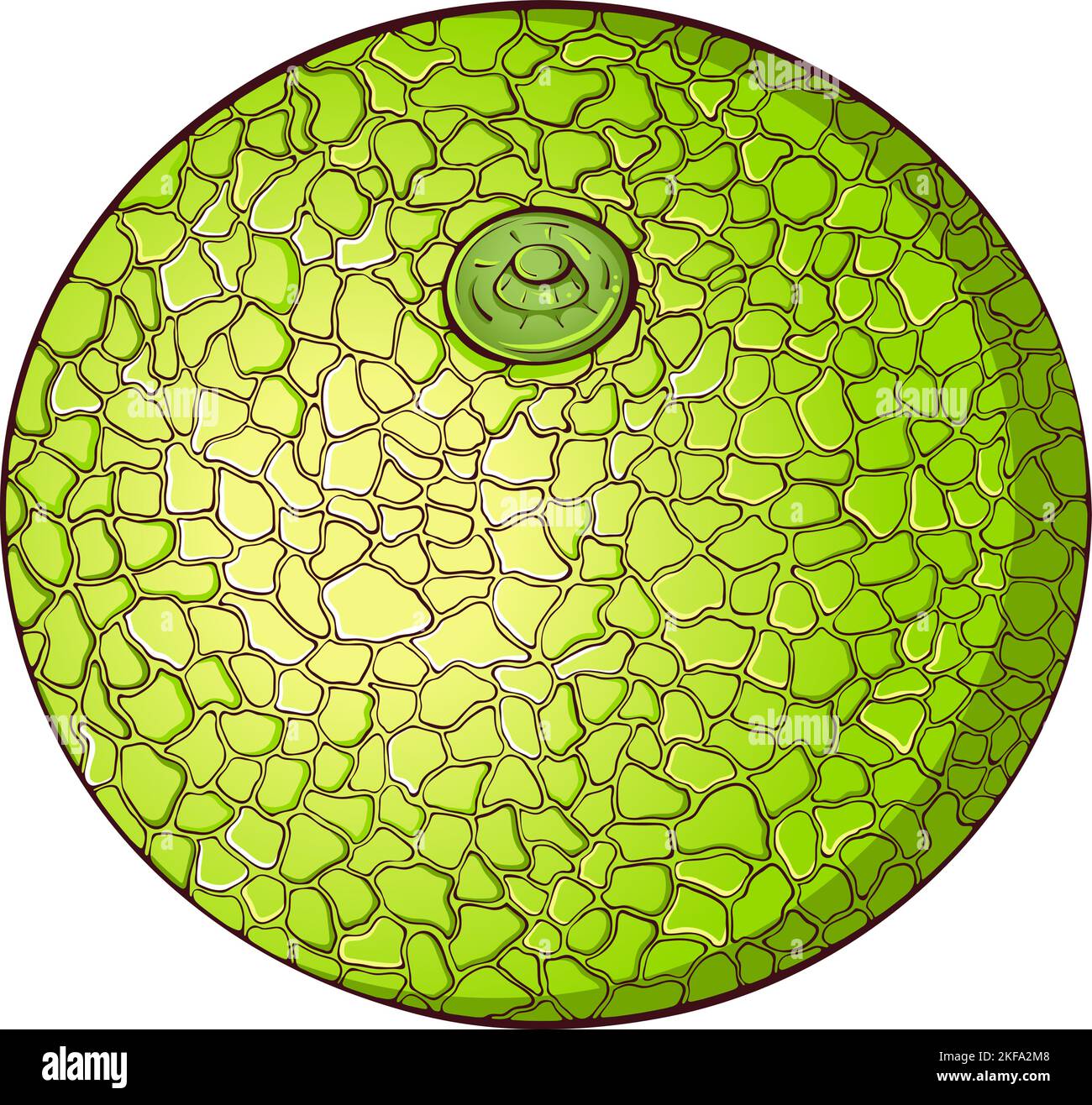Whole melon color Stock Vector Image & Art - Alamy