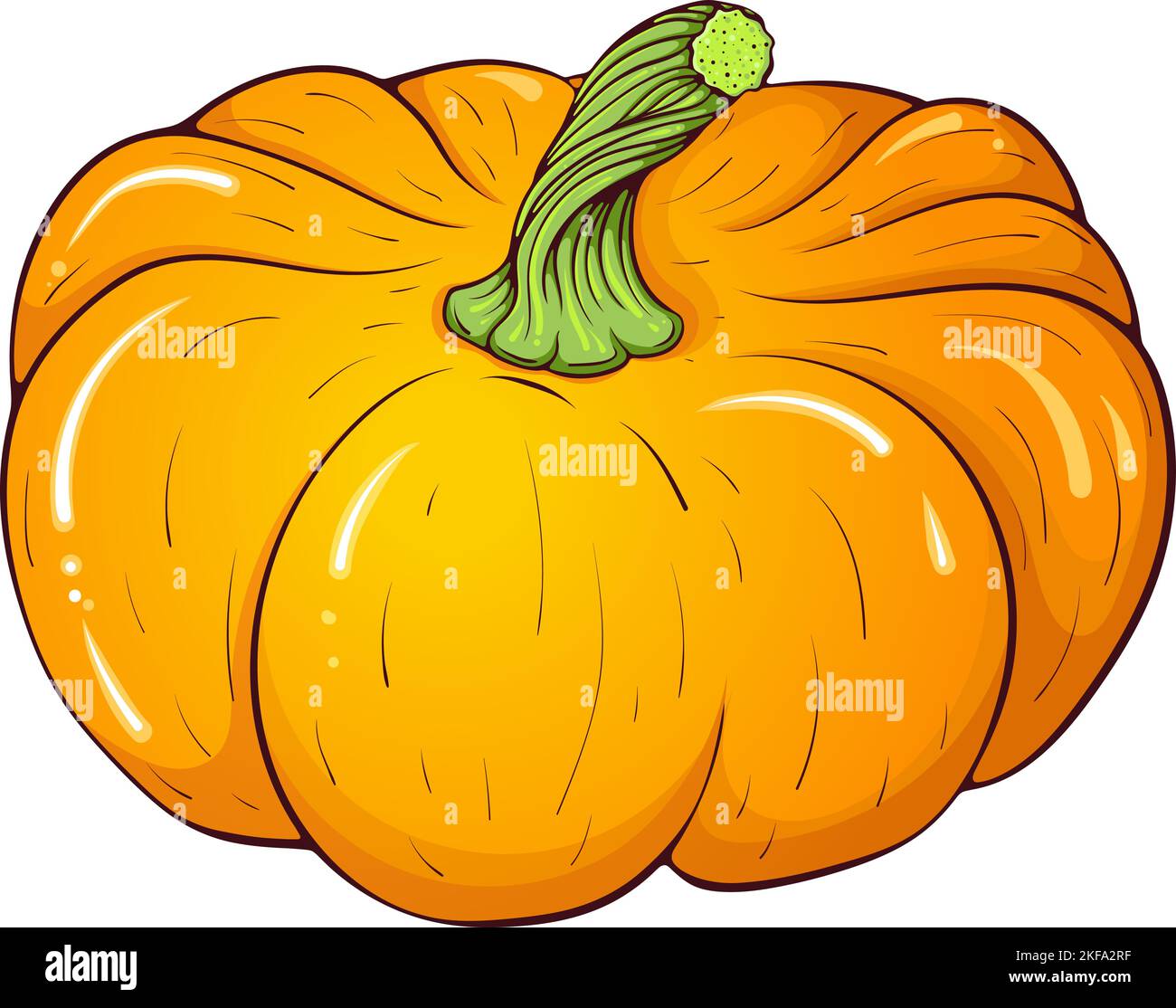 White fresh whole pumpkin close Stock Vector Images - Alamy