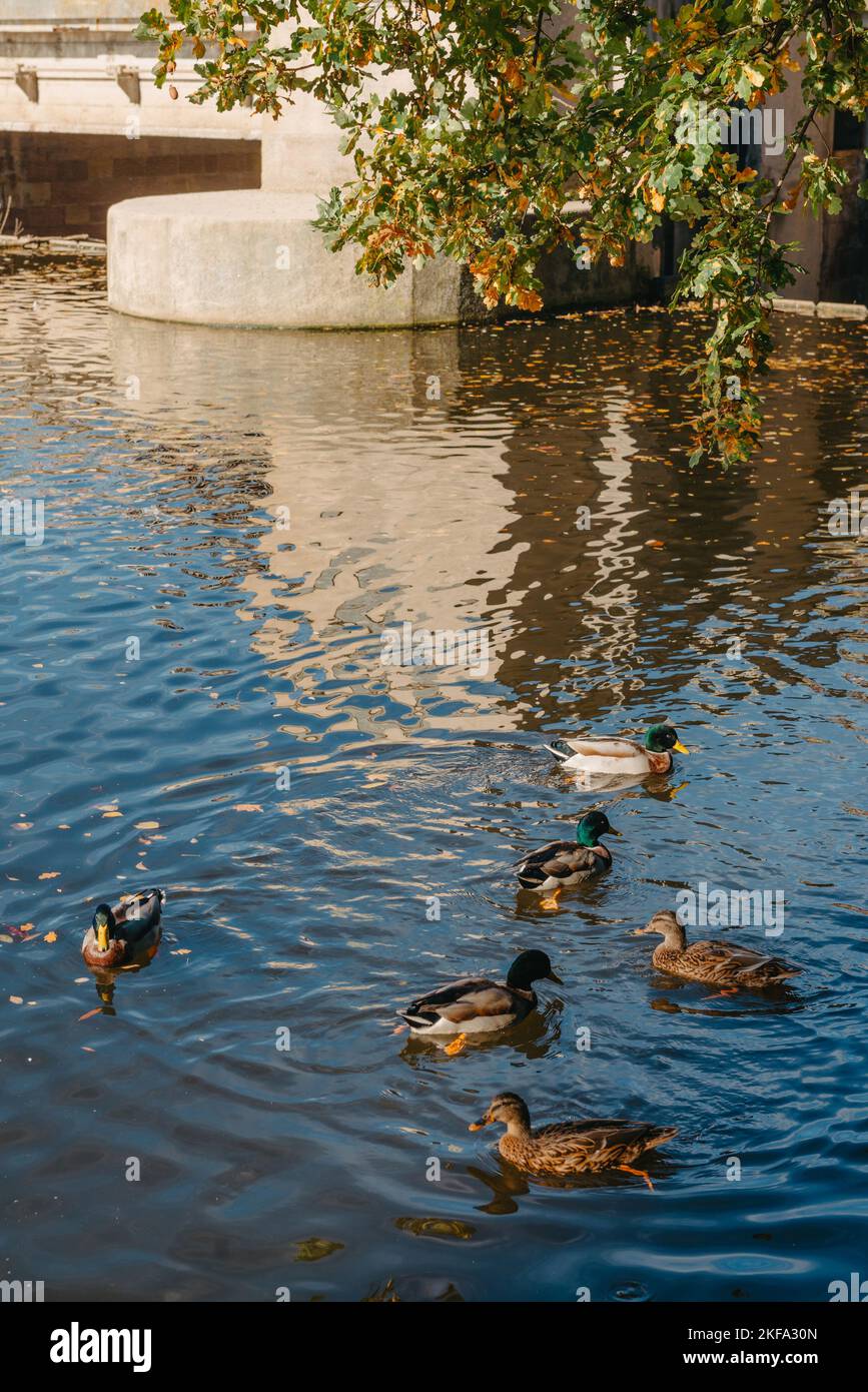 Ducks on the lake in the park. Park in the fall. Autumn trees. Wild ...