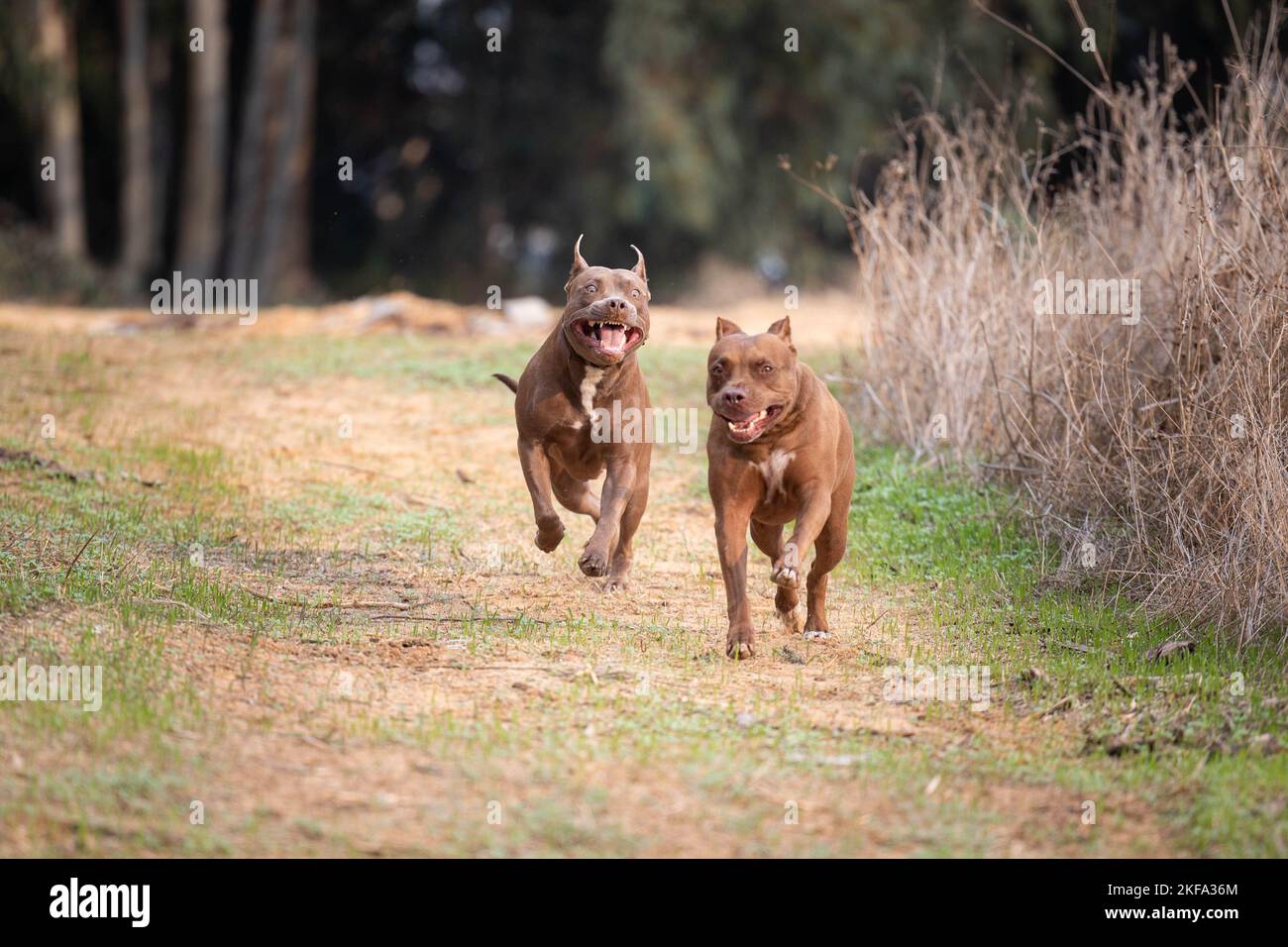 Two dogs run and play Stock Photo - Alamy