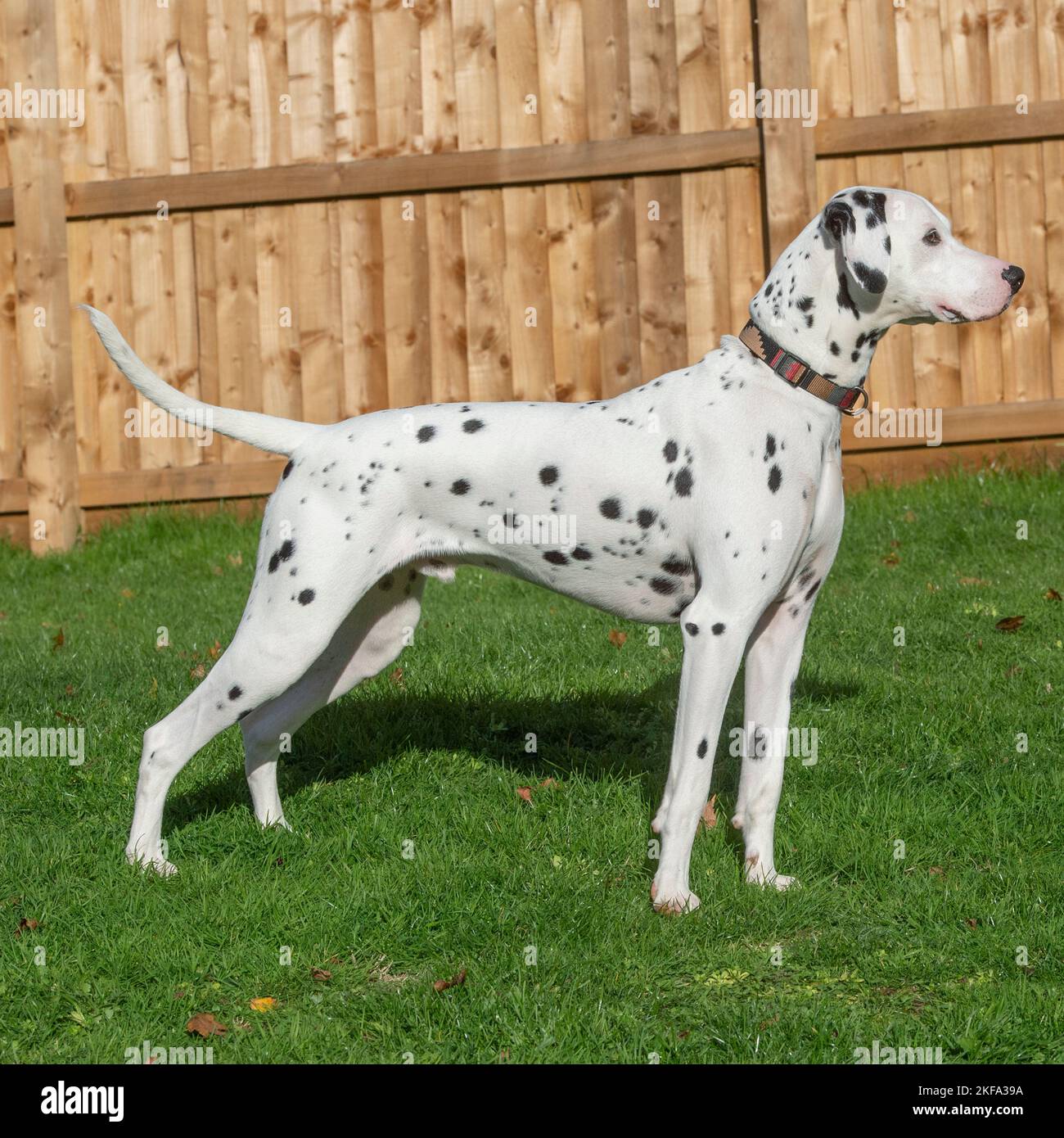 Dalmatian hi-res stock photography and images - Alamy