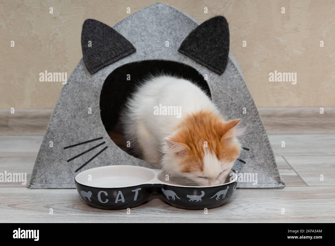 little kitten eats food from a bowl. cat eating dry food. High quality ...