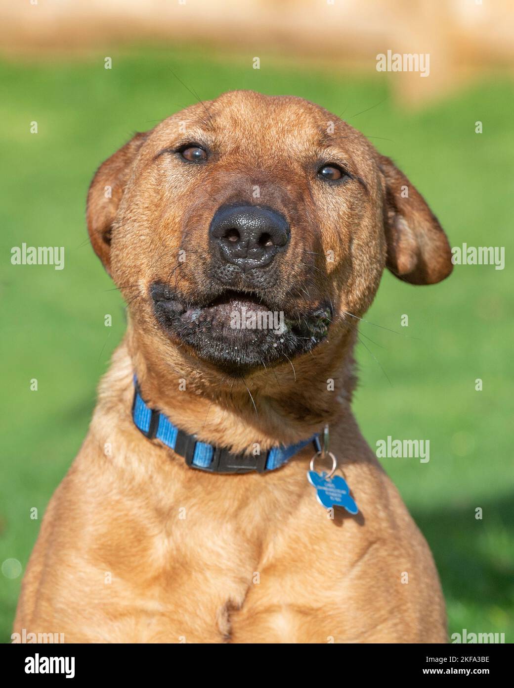 Mongrel dog hi-res stock photography and images - Alamy