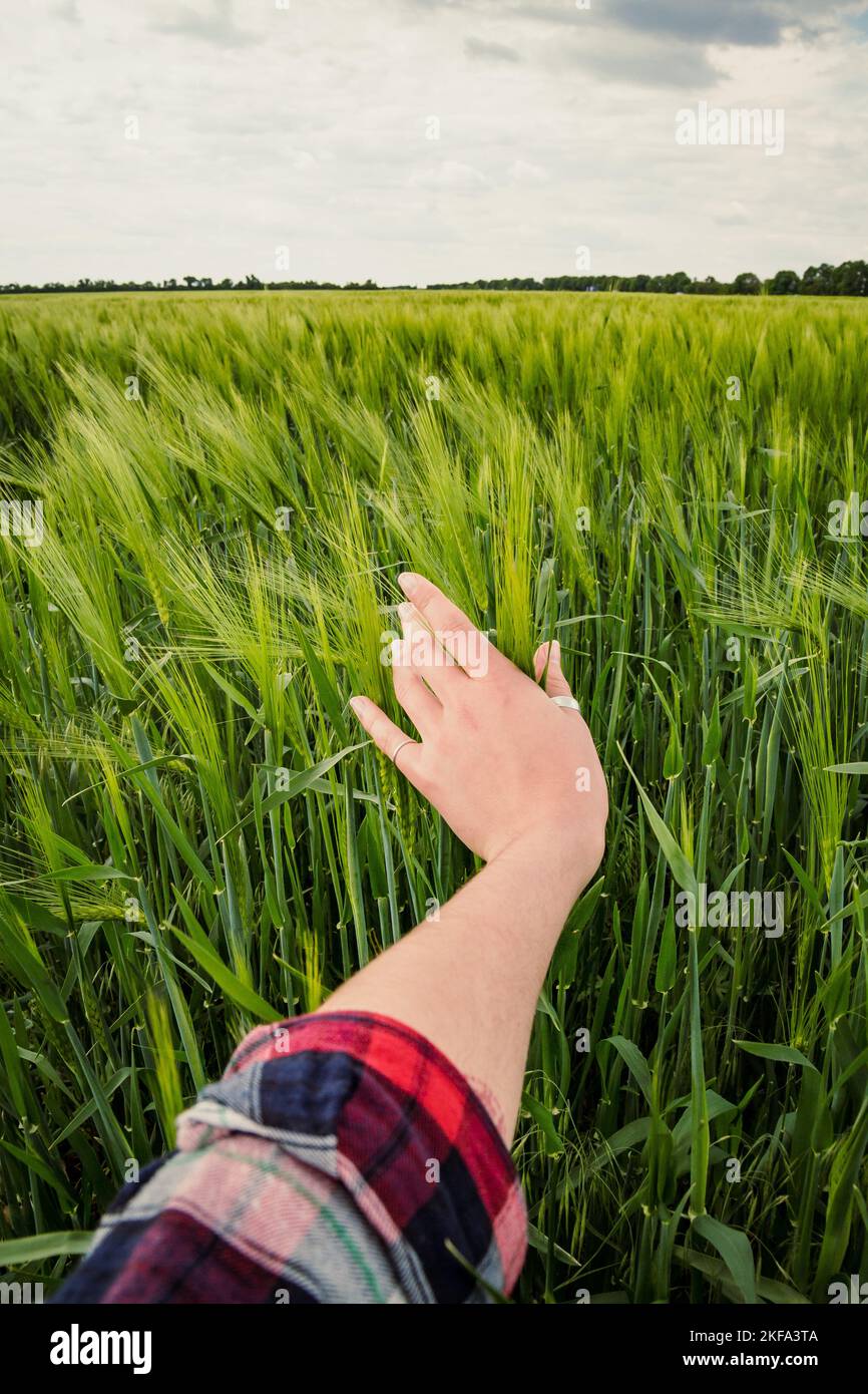 Close up hand caressing crops concept photo. Cultivated plants. First ...