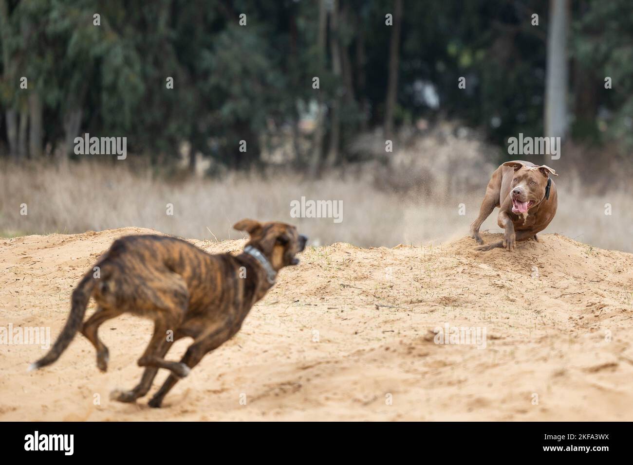 Two dogs run and play Stock Photo - Alamy