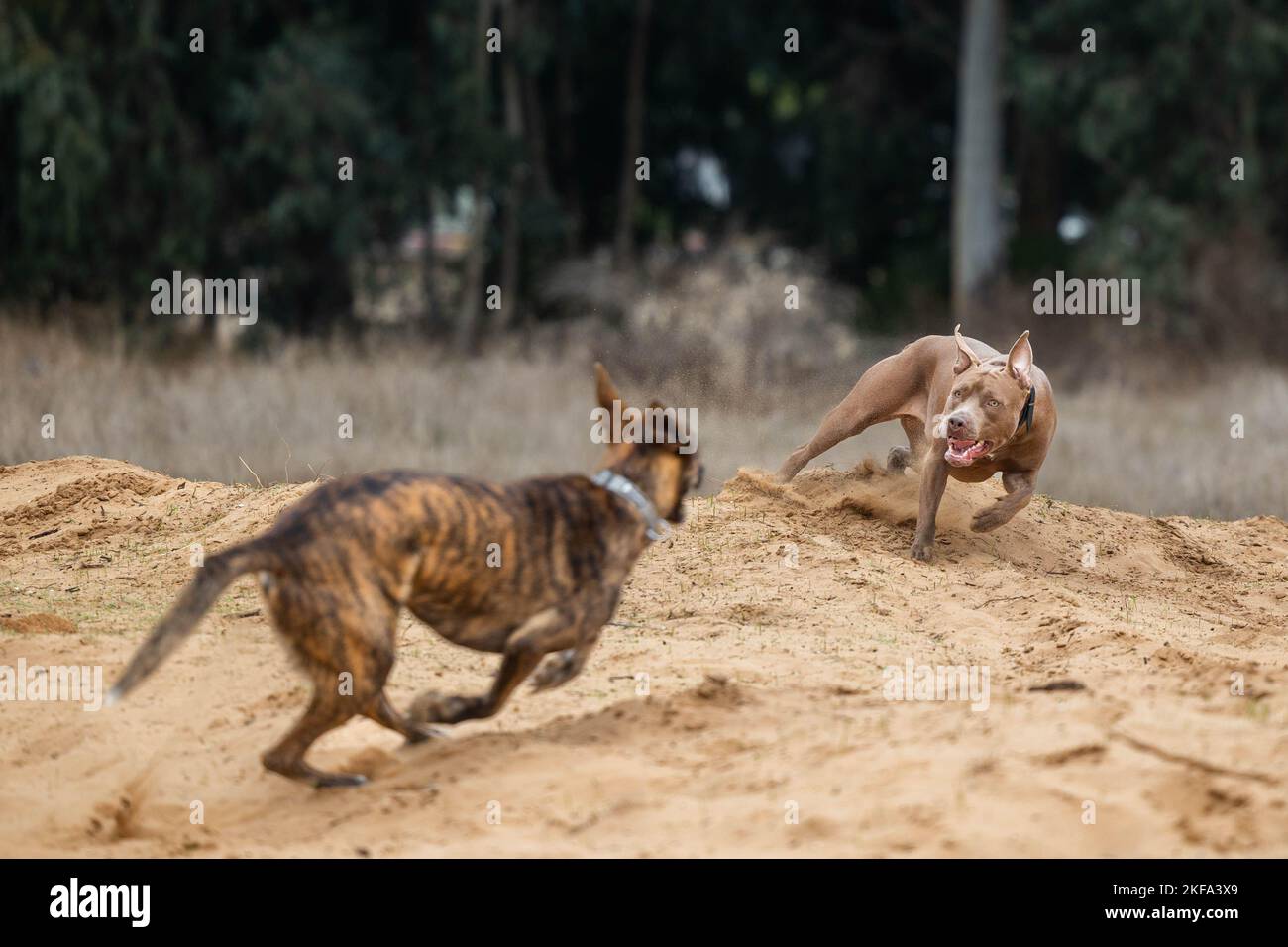 Two dogs run and play Stock Photo - Alamy