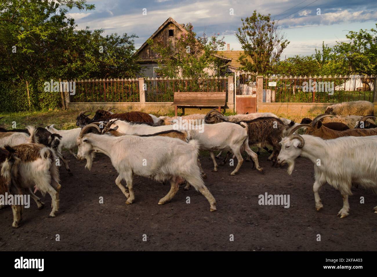 Flock of running goats scenic photography. Picture of domestic animals ...