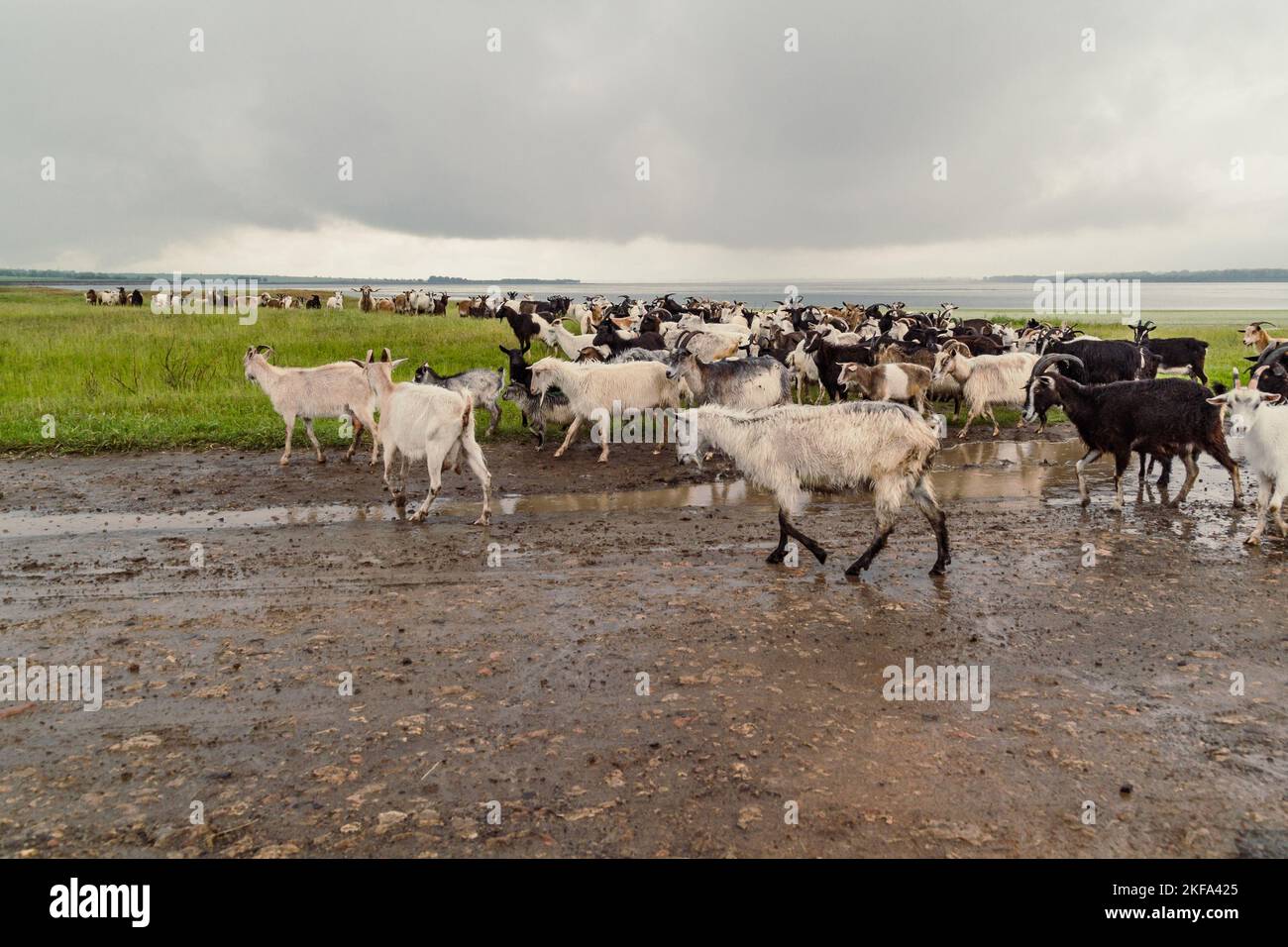 Pack of goats landscape photo. Beautiful nature scenery photography ...