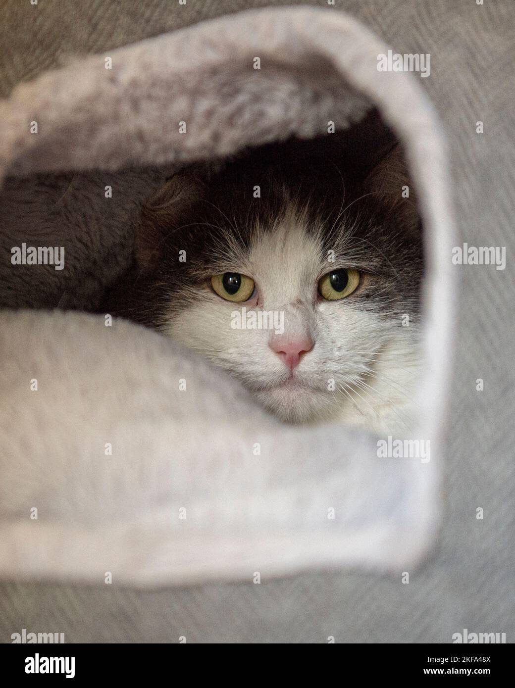 grumpy cat in its bed Stock Photo - Alamy