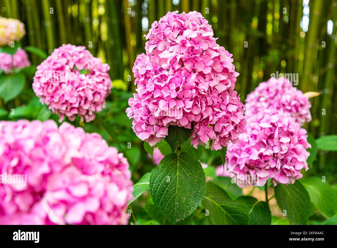 Hydrangea petals background hi-res stock photography and images - Alamy