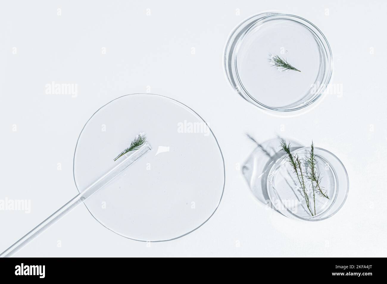 gel, flask, crystallization bowl. Laboratory. View from above. Medicine ...