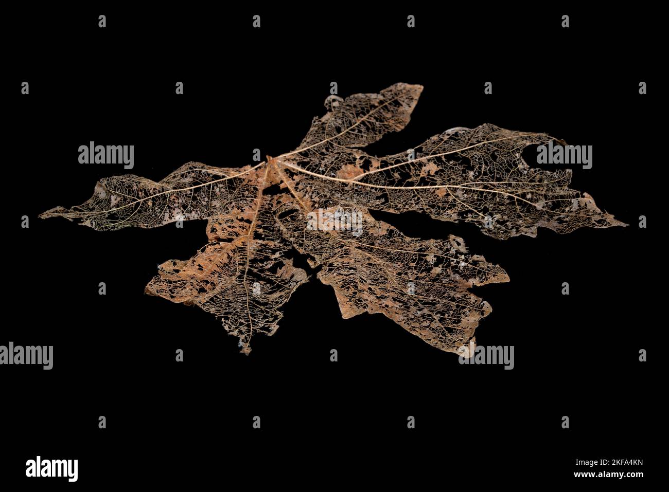 Leaf skeleton silhouette black white hi-res stock photography and ...