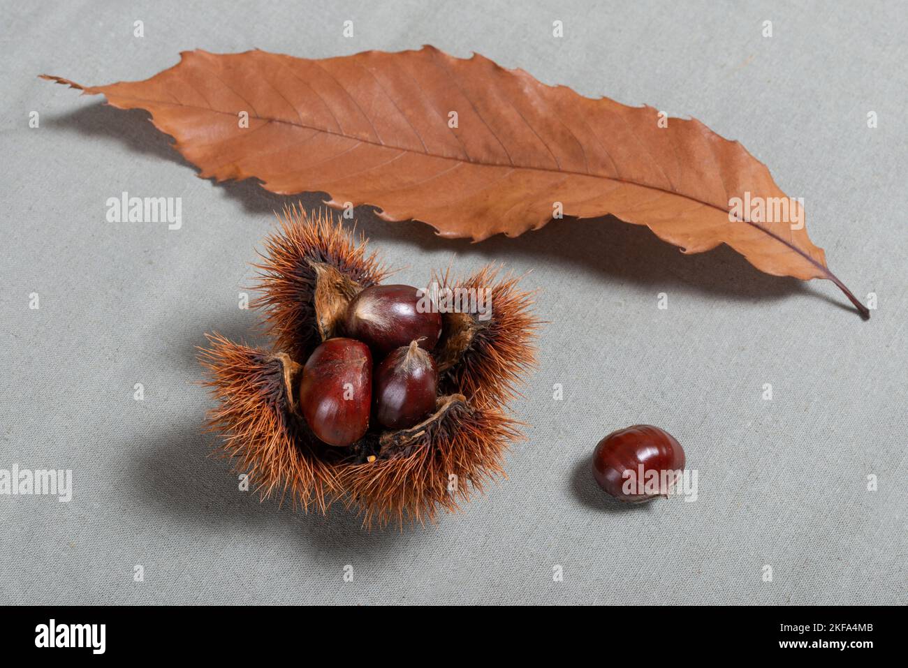 Sweet chestnut with pike hull ready to eat Stock Photo - Alamy