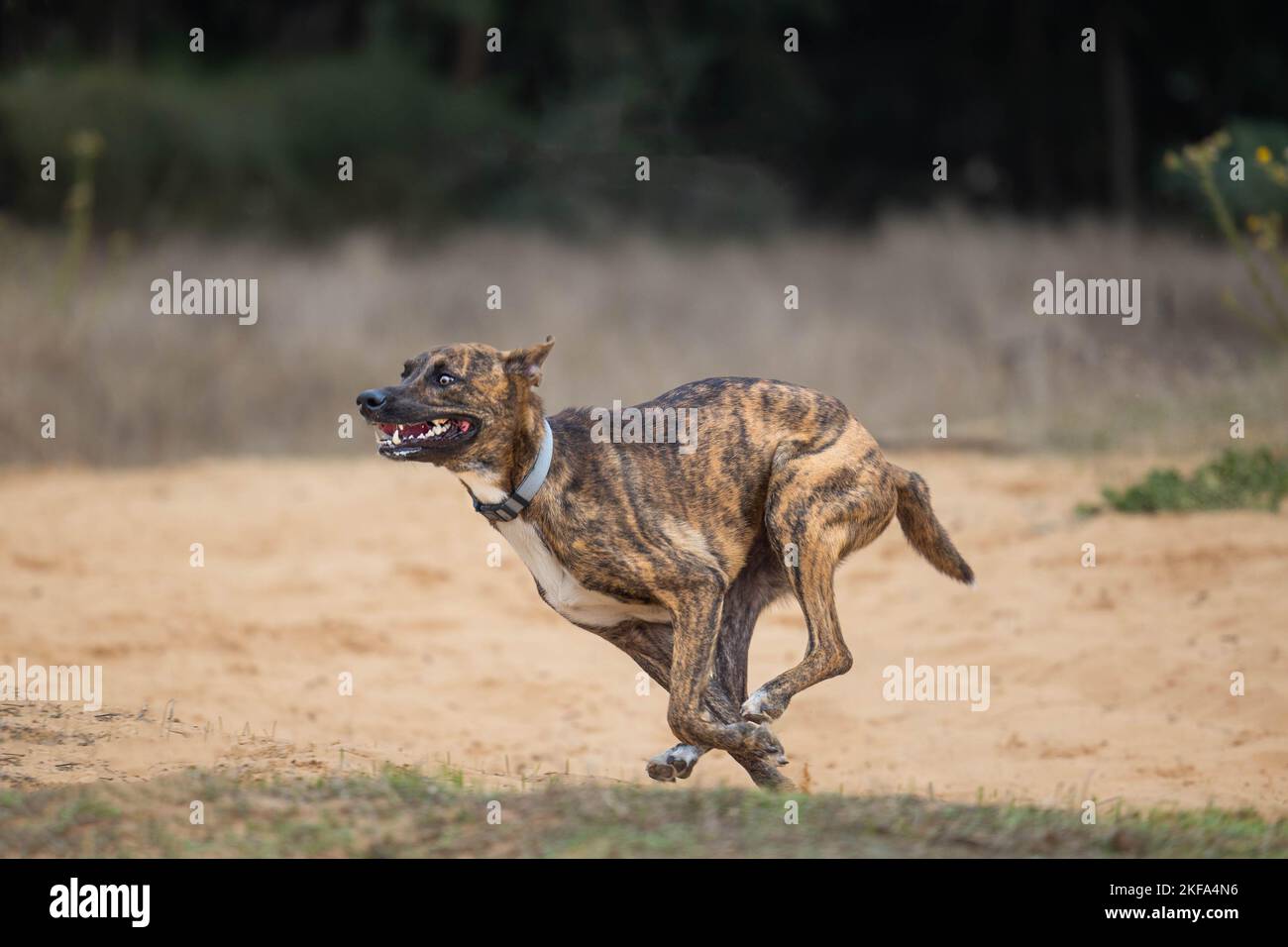 Funny dog runs ball in hi-res stock photography and images - Alamy