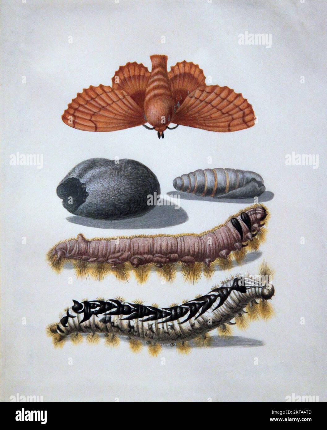 Lifecycle of a lappet moth hi-res stock photography and images - Alamy