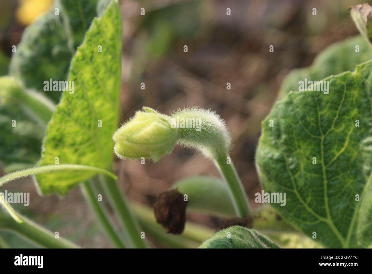 rice tree dhan Stock Photo - Alamy