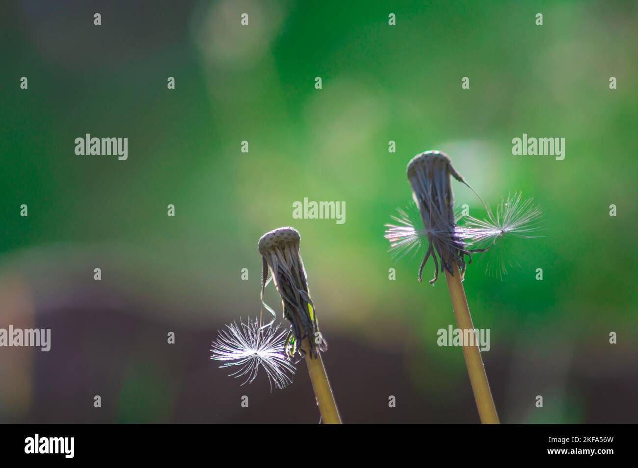 Closeup shot of a falling dandelion against a sunlight having blur ...