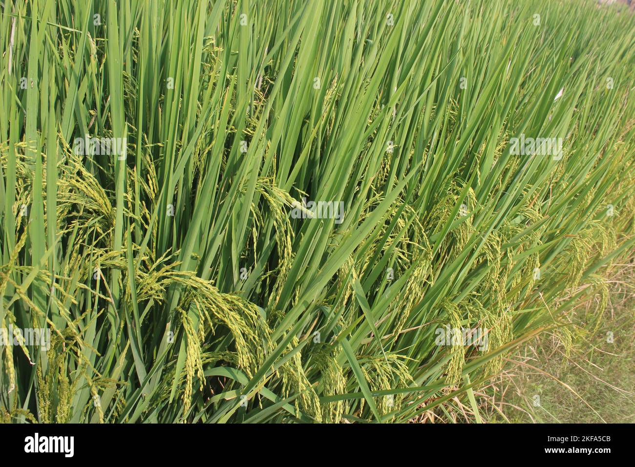 rice green tree Stock Photo - Alamy