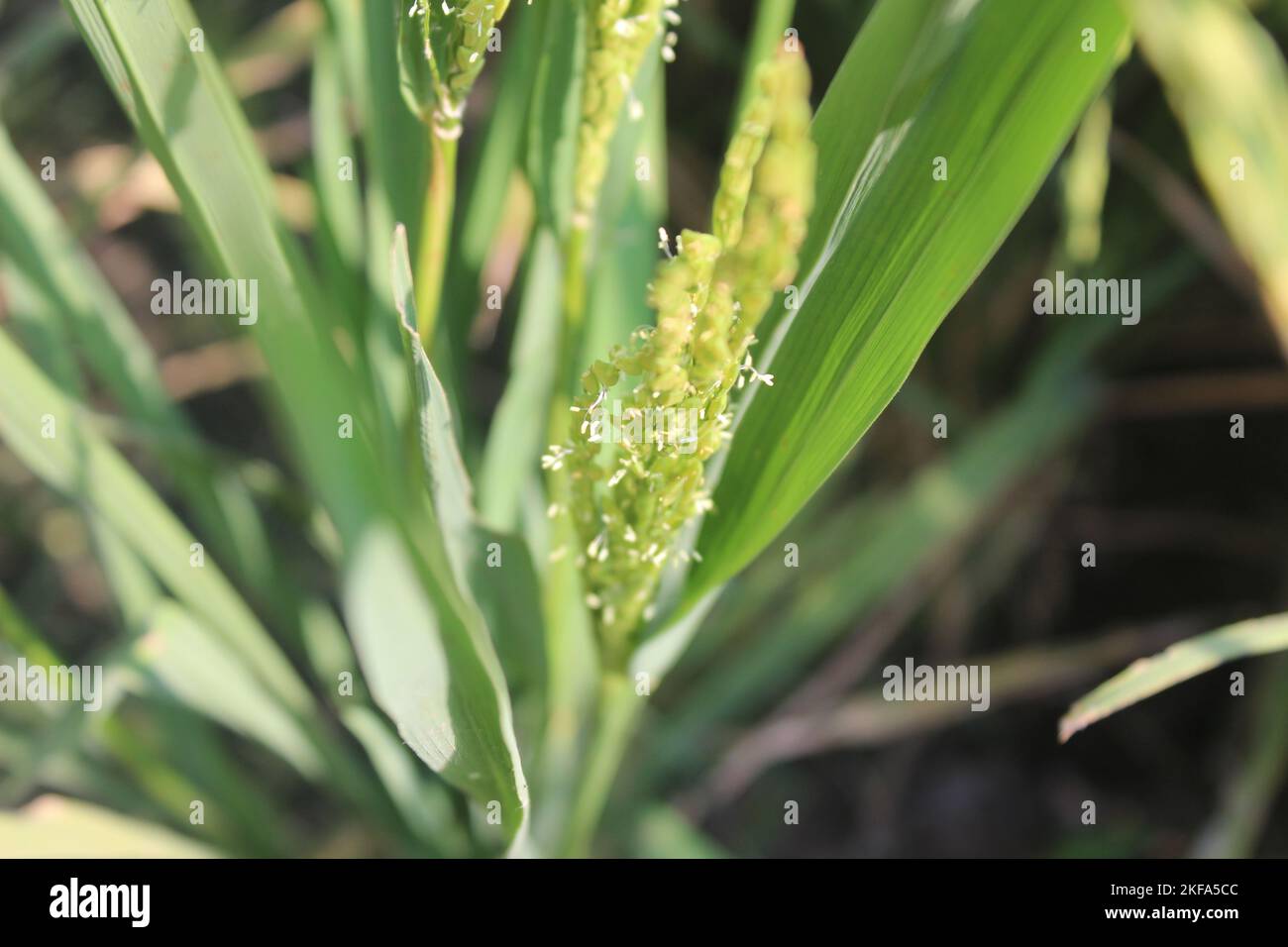 rice green tree Stock Photo - Alamy