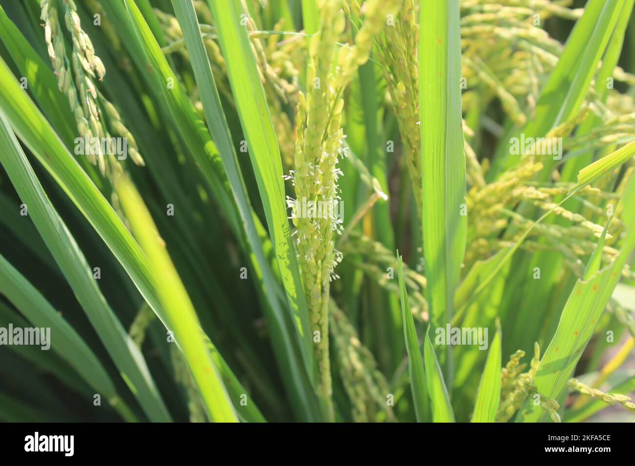 rice green tree Stock Photo - Alamy