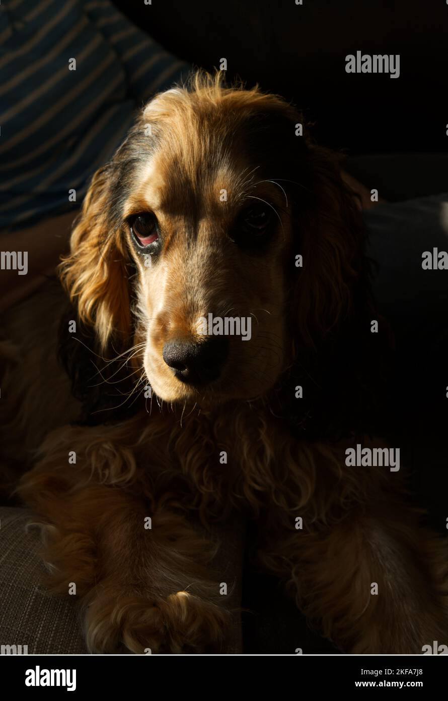 A portrait of a cocker spaniel with side light Stock Photo - Alamy