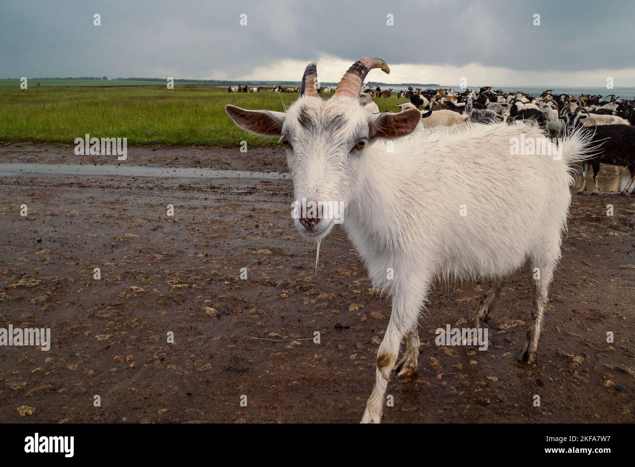 Close up white goat concept photo. Domestic animals. Side view ...