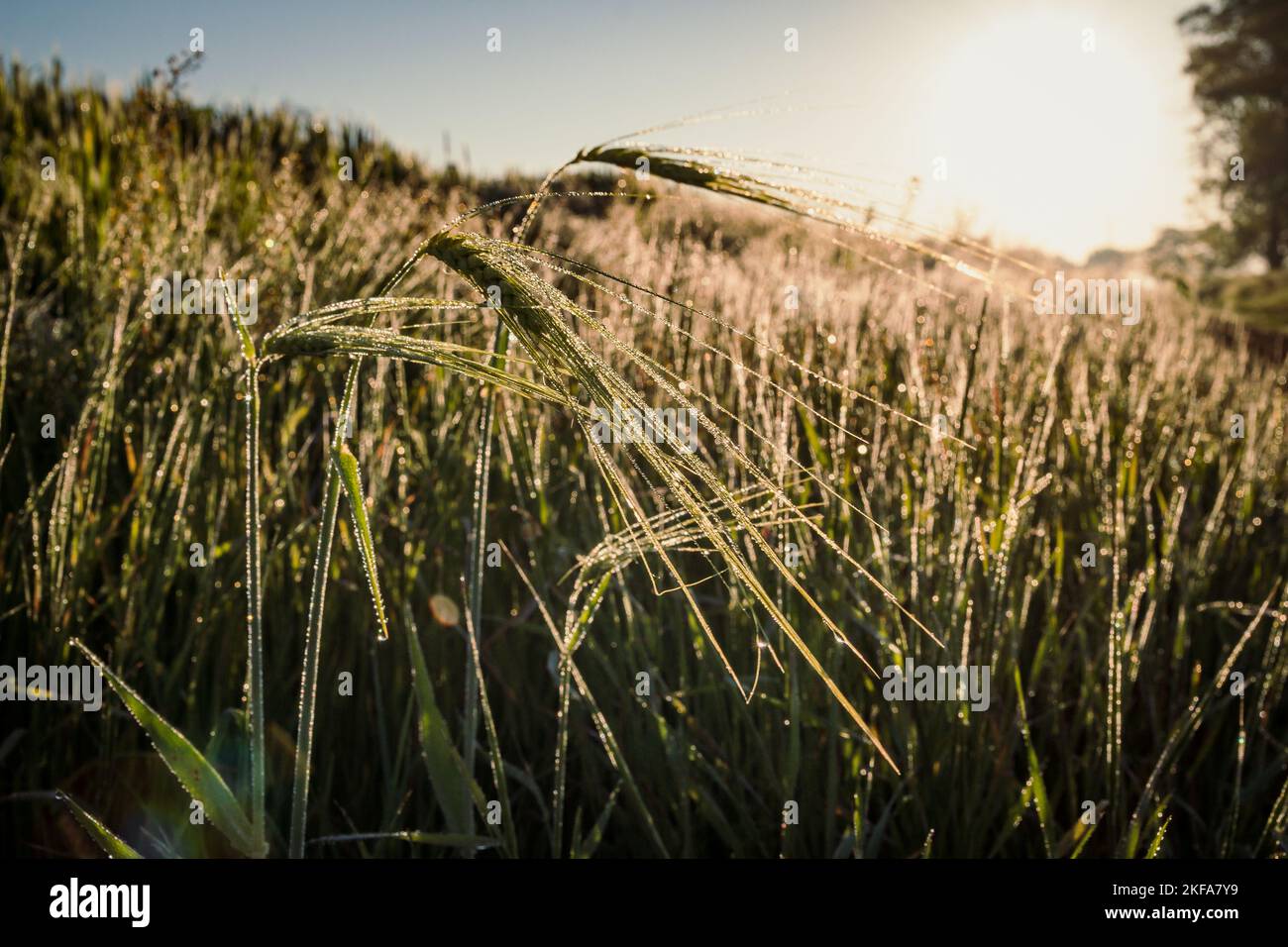 Close up cones with morning dew concept photo. Farm crops. Side view ...