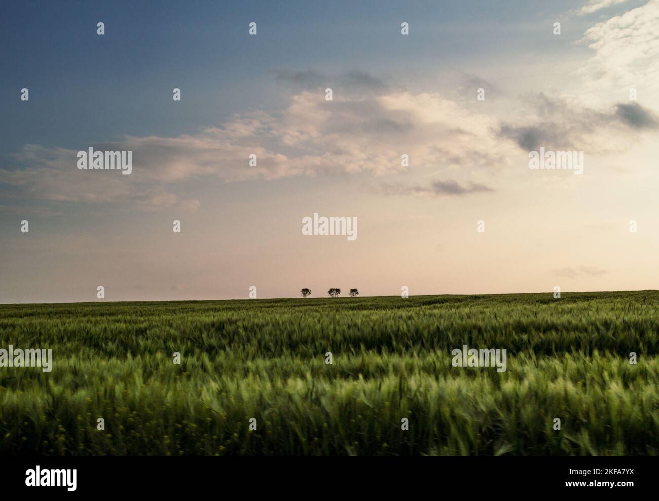 Grassland landscape photo. Summertime. Beautiful nature scenery ...
