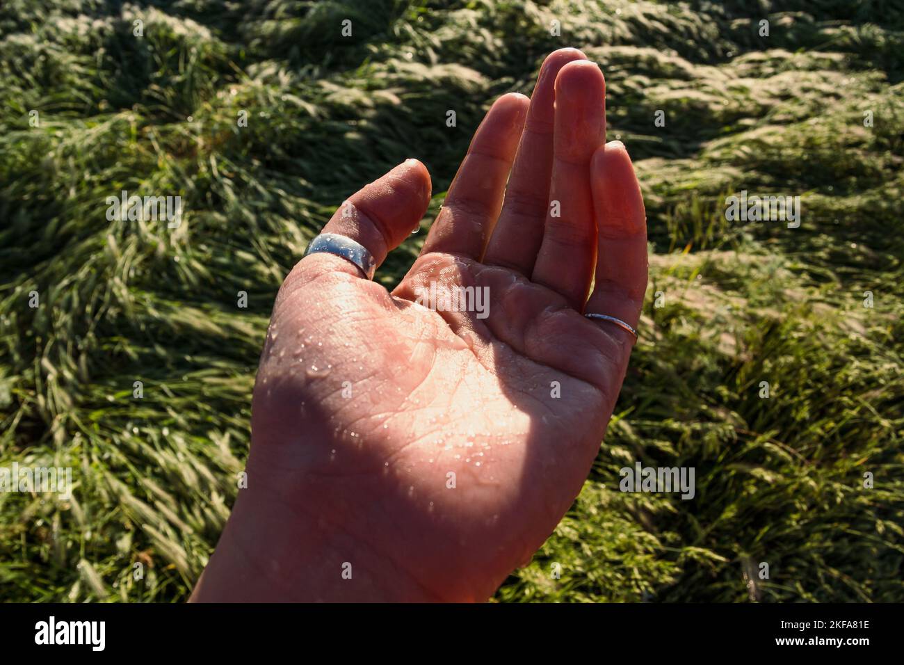 Close up hand with dew drops concept photo. First rain droplets on palm ...