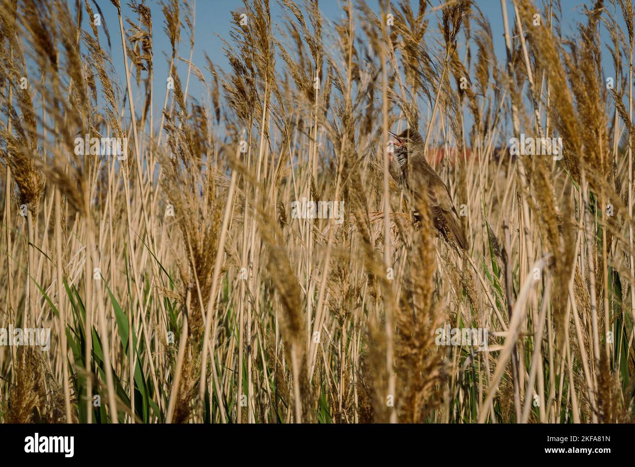 Close up wren-like rushbird concept photo. Dried weeds. Summertime ...