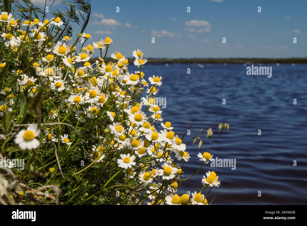 Charming chamomiles landscape photo. Beautiful nature scenery ...