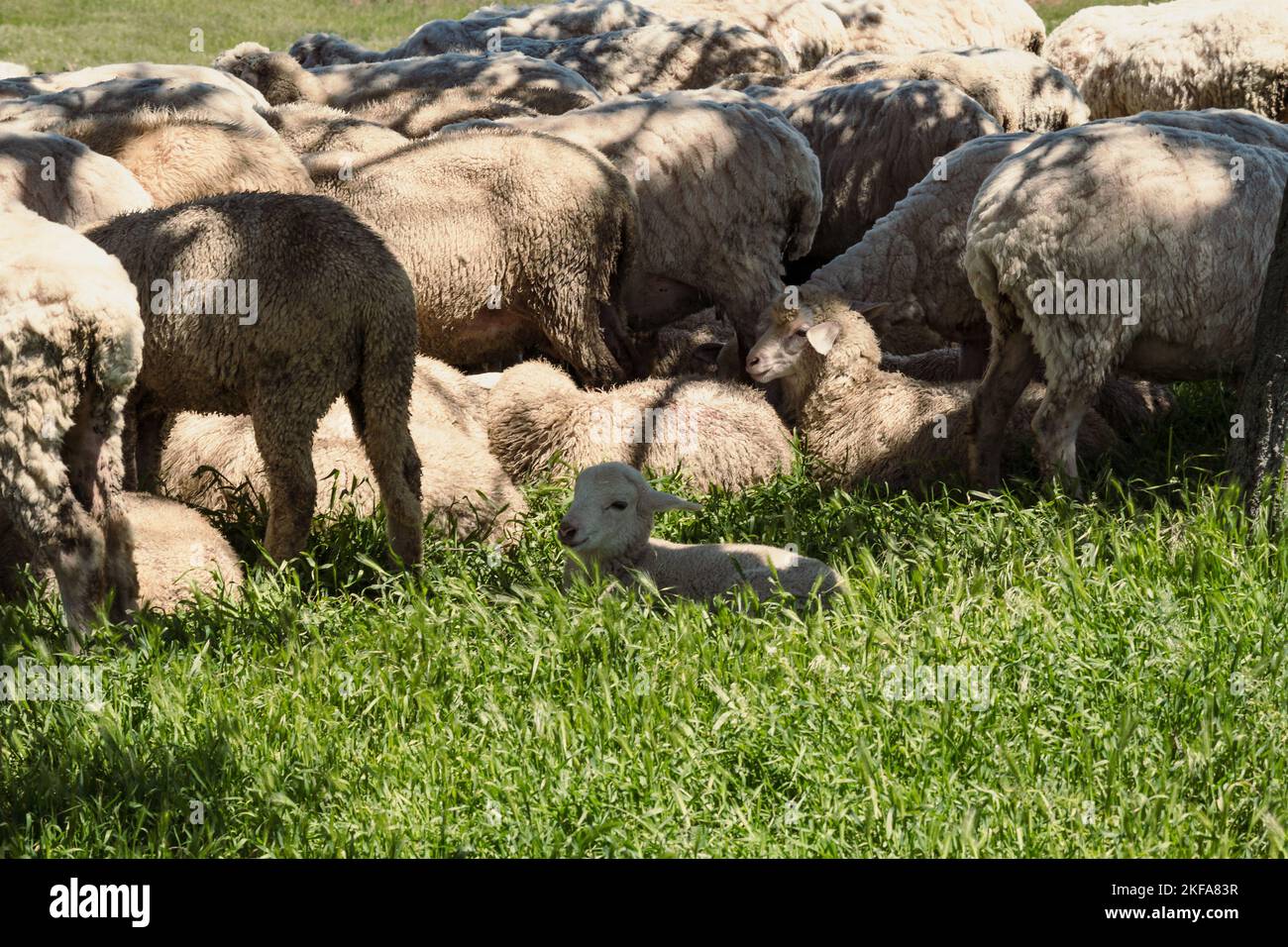 Close up cute lamb concept photo. Farm animals. Livestock. Side view ...