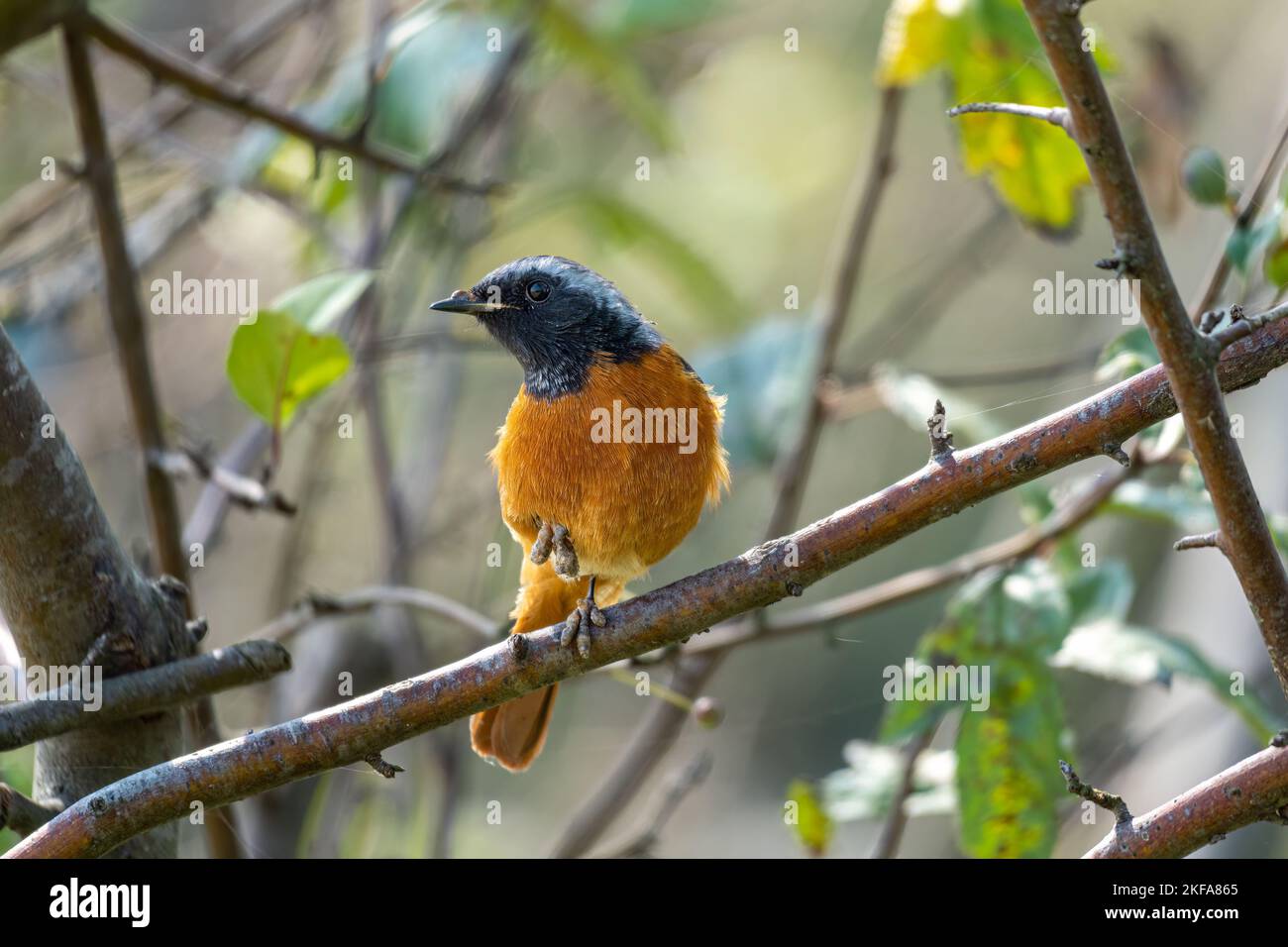 Close-up of a sitting, beautiful daurian redstart during spring time on ...