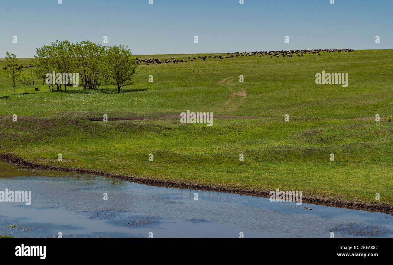 Sheep weed hi-res stock photography and images - Alamy