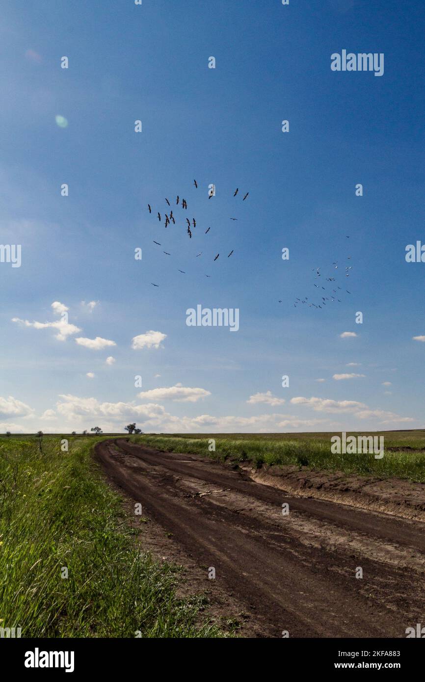 Birds flight landscape photo Stock Photo - Alamy
