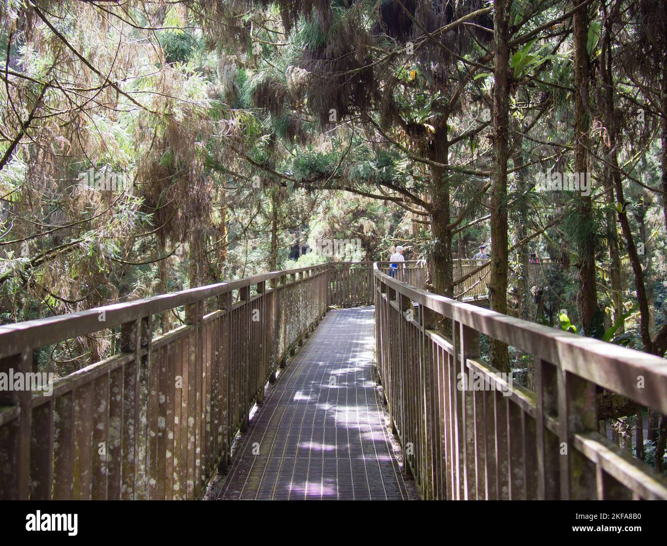 The wooden Forest Sky Walk at Xitou Nature Education Area in Nantou ...