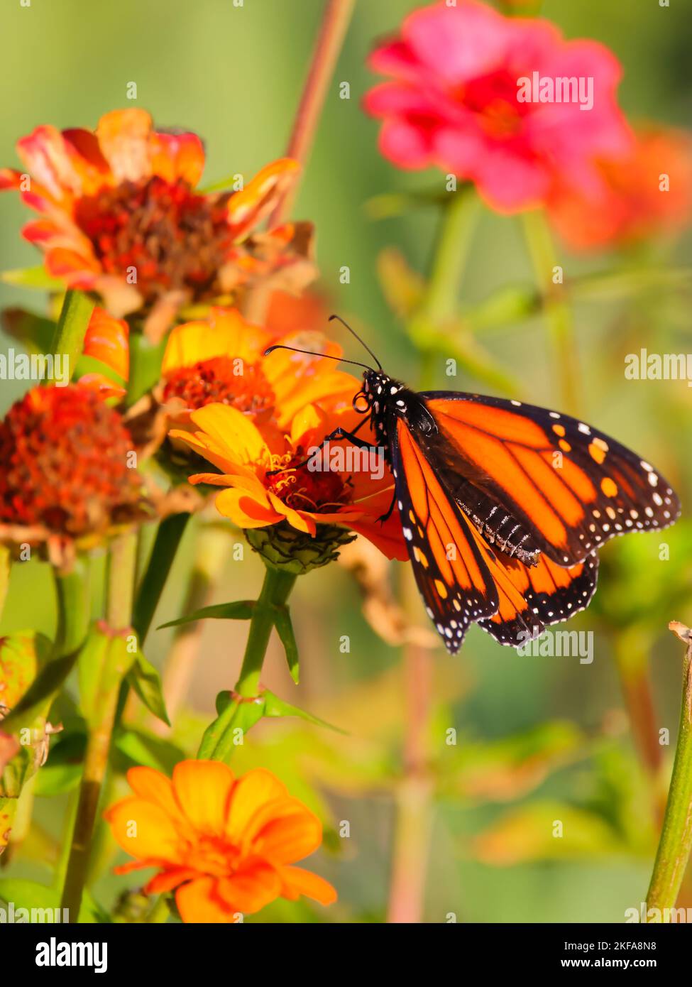 A vertical closeup of a black and orange monarch butterfly on the ...