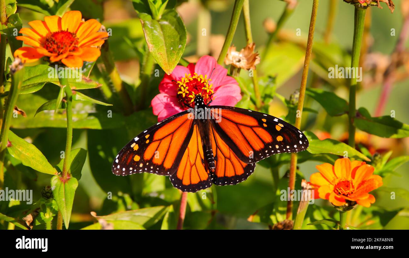 A closeup of a black and orange monarch butterfly on the sunlit zinnia ...
