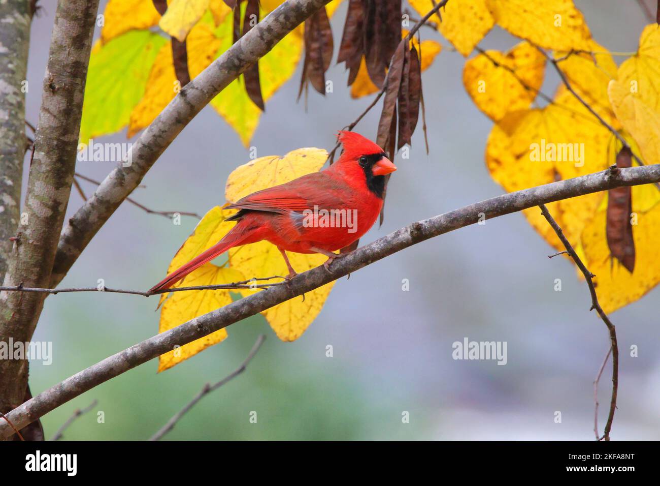 A selective focus of a northern cardinal perching on the autumn tree ...