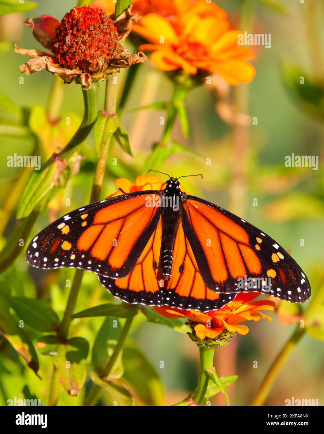 A vertical closeup of a black and orange monarch butterfly on the ...