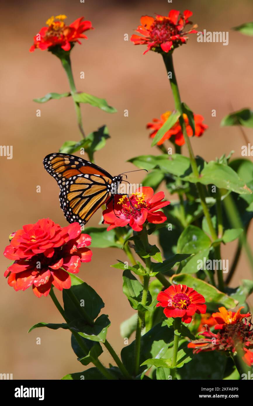 A vertical closeup of a black and orange monarch butterfly on the ...