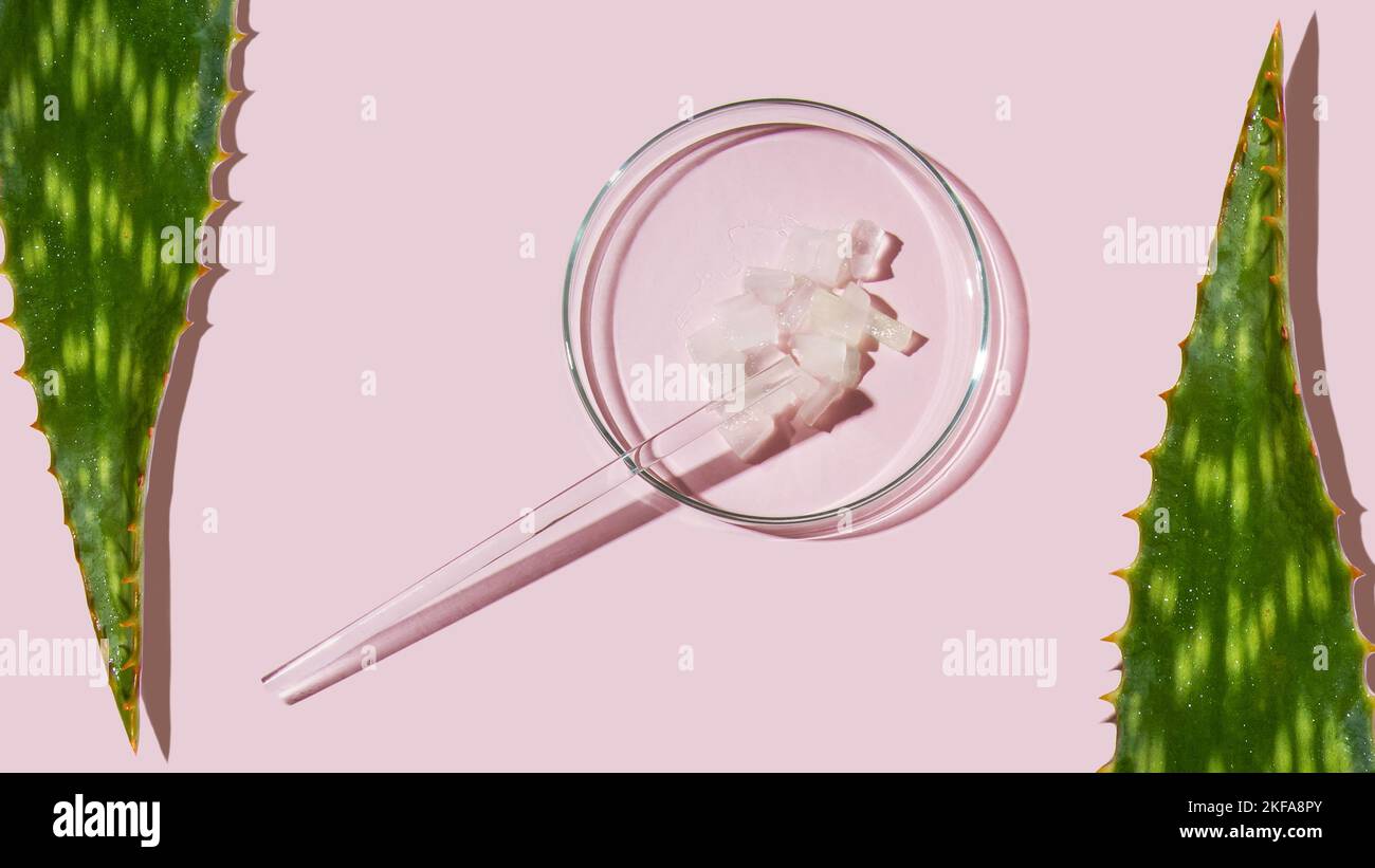 aloe vera and cosmetic ingredients, aloe petri dishes, cosmetic ...
