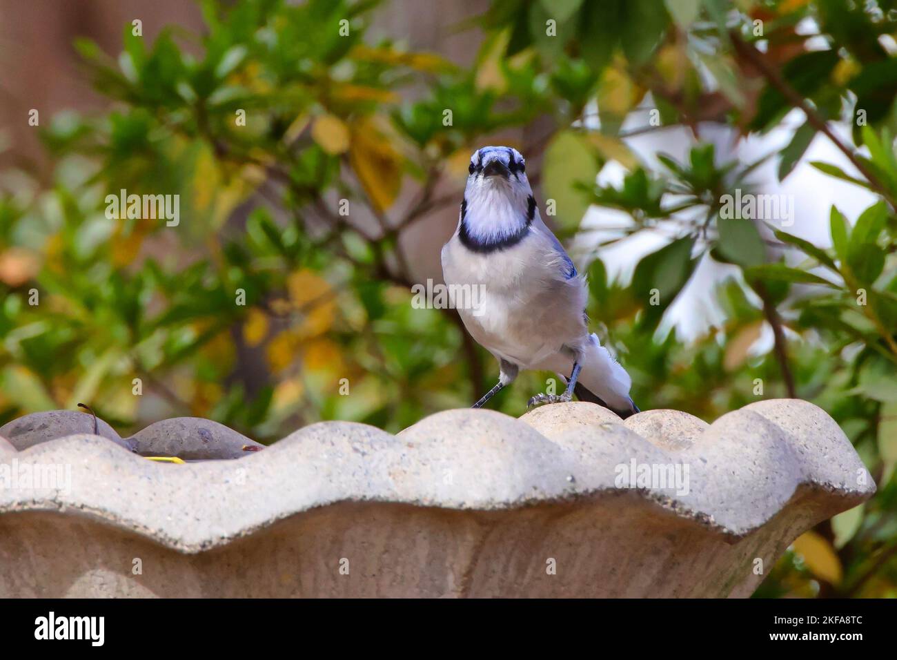 A low-angle of a blue jay standing on the stone building with tree ...