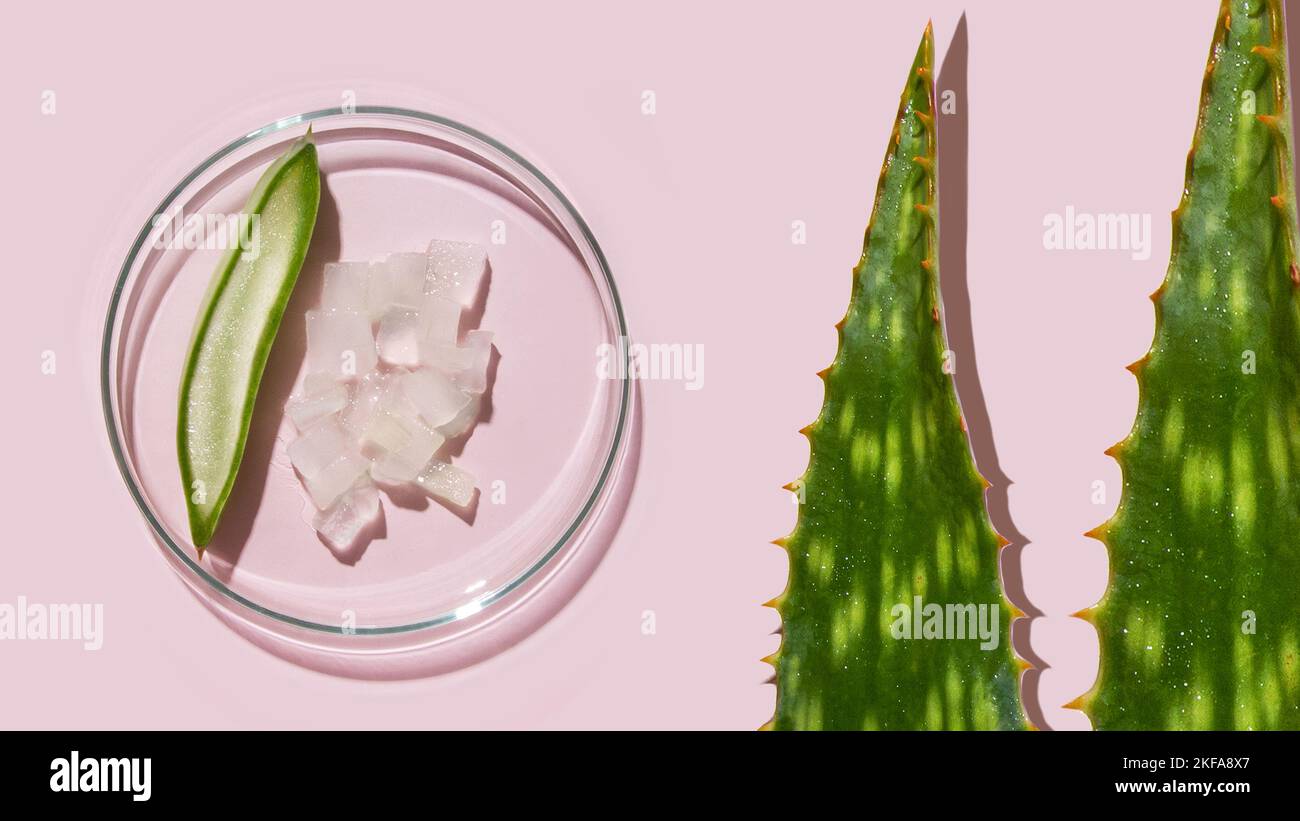 aloe vera and cosmetic ingredients, aloe petri dishes, cosmetic ...