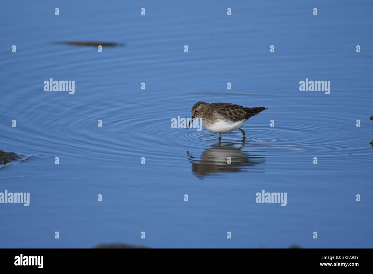A sandpiper bird looking for food in a puddle Stock Photo - Alamy