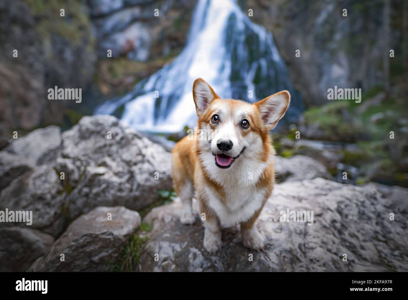 Corgi stone hi-res stock photography and images - Alamy