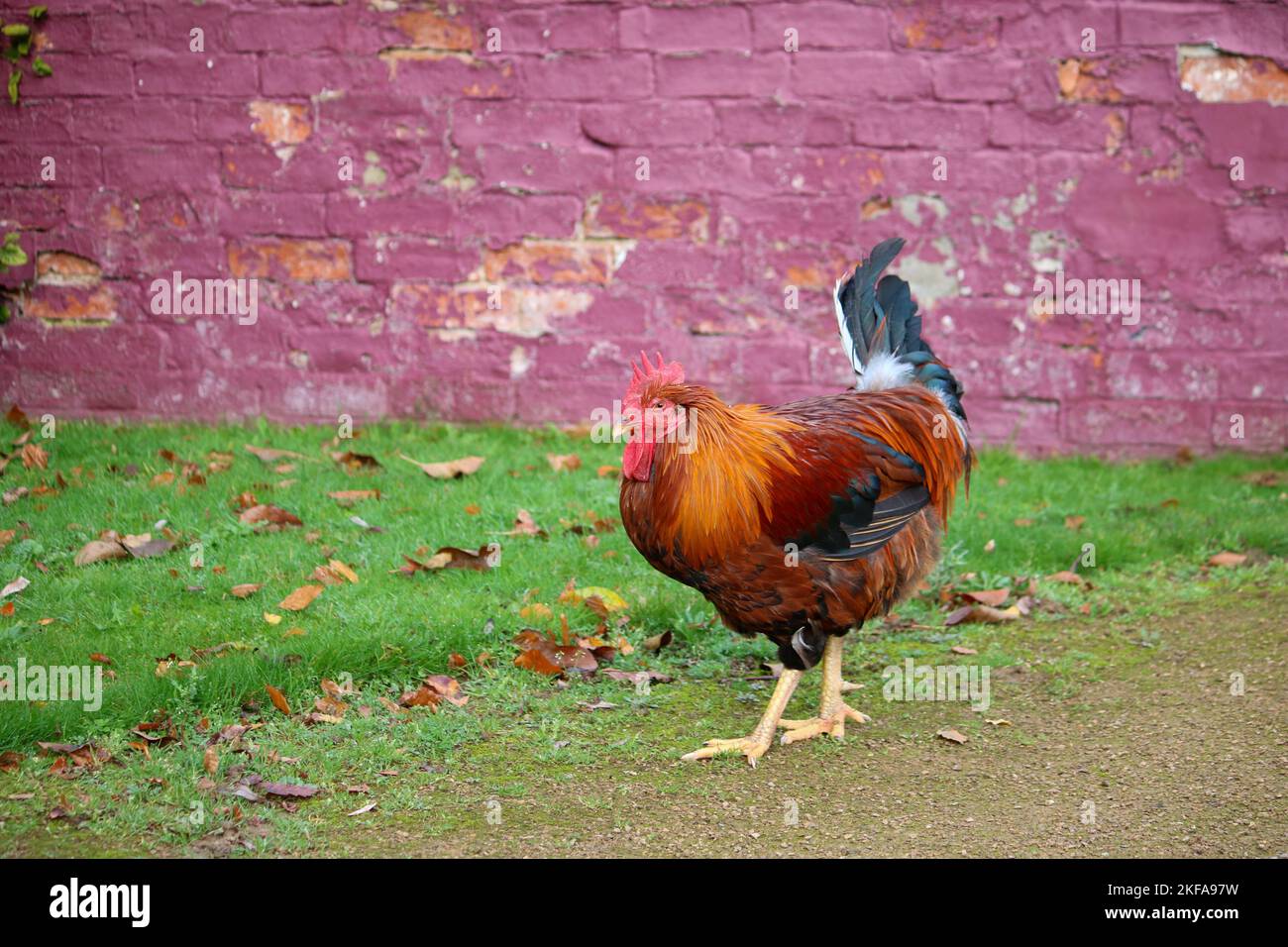 A closeup of a rooster walking against the red building Stock Photo - Alamy