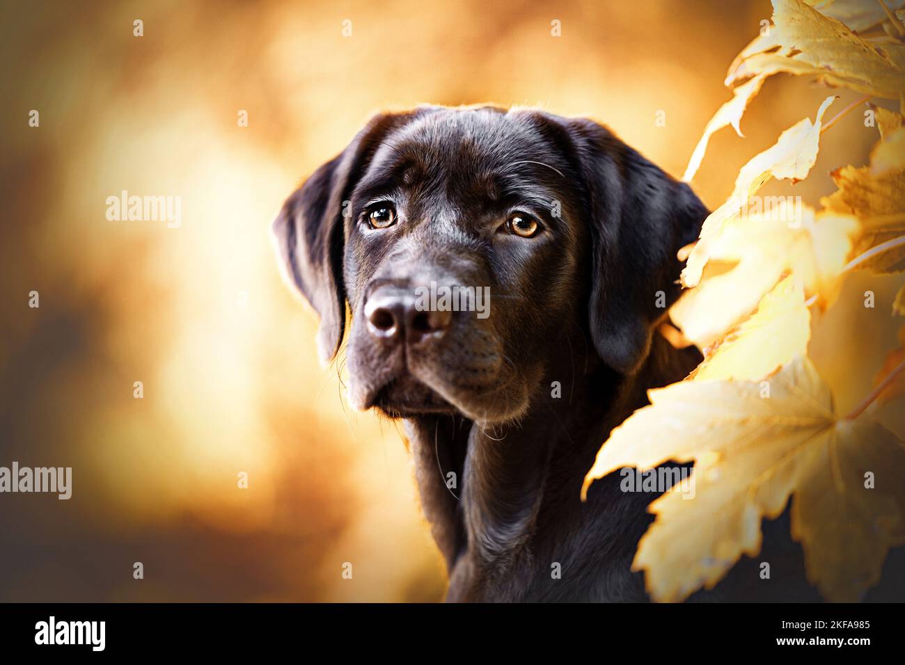 Labrador Retriever portrait Stock Photo - Alamy